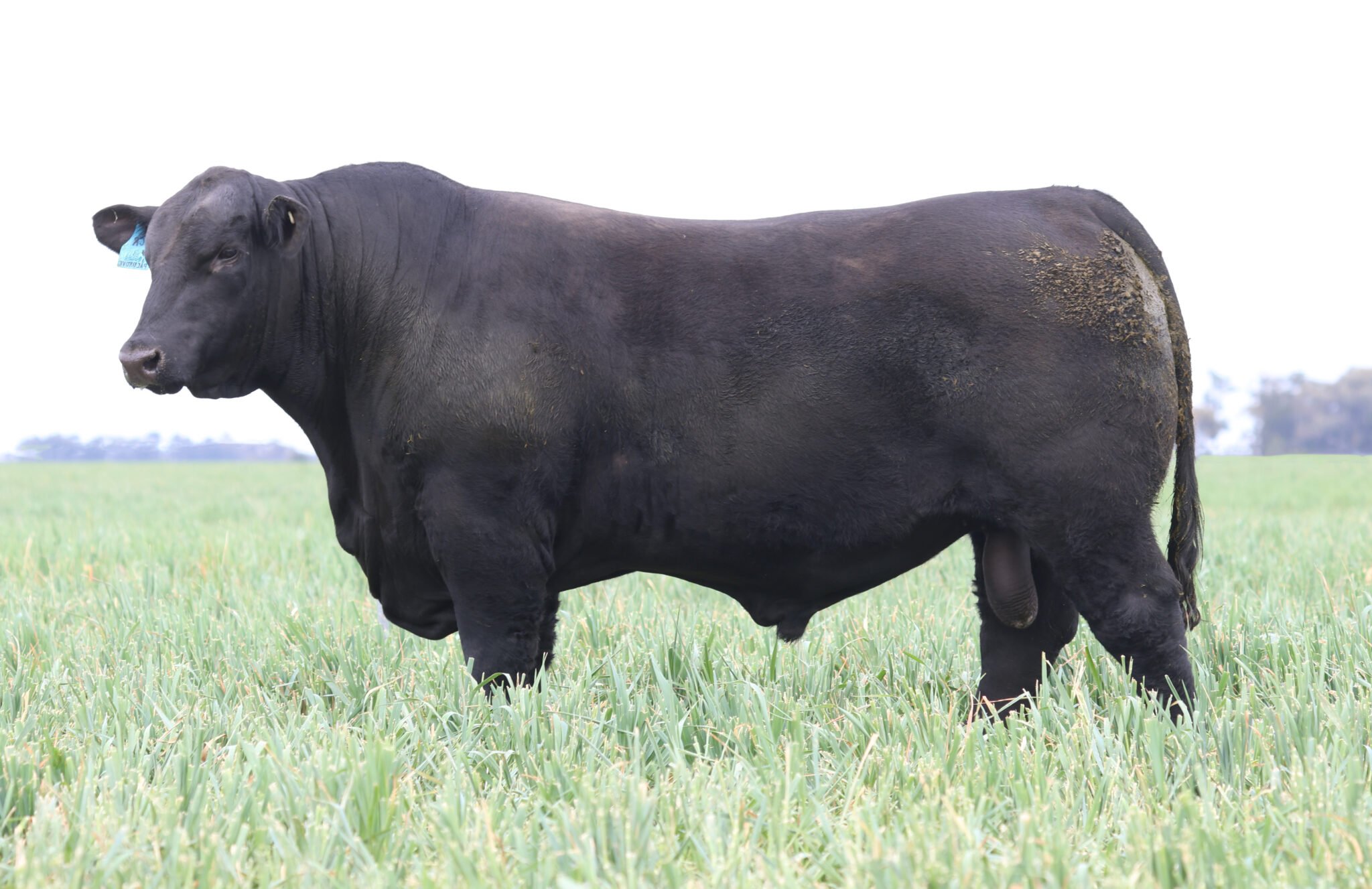 Ultrablack, Brangus & Angus – Palgrove