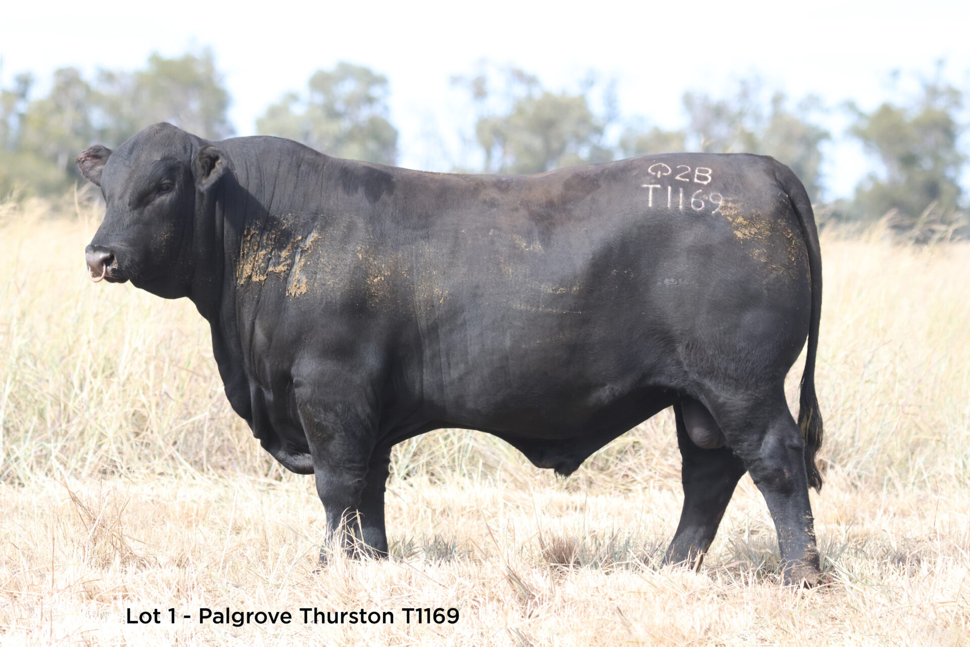 First of our Finest set to wow – BEEF24 Preview – Palgrove