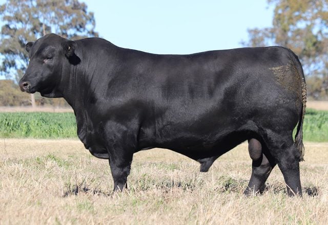 Ultrablack, Brangus & Angus – Palgrove