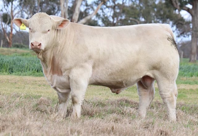Sires – Palgrove