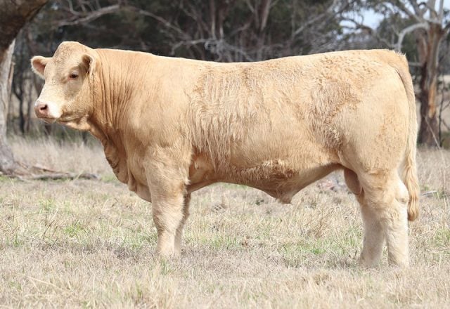 Charolais – Palgrove