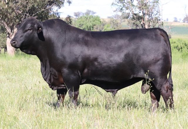 Ultrablack, Brangus & Angus – Palgrove