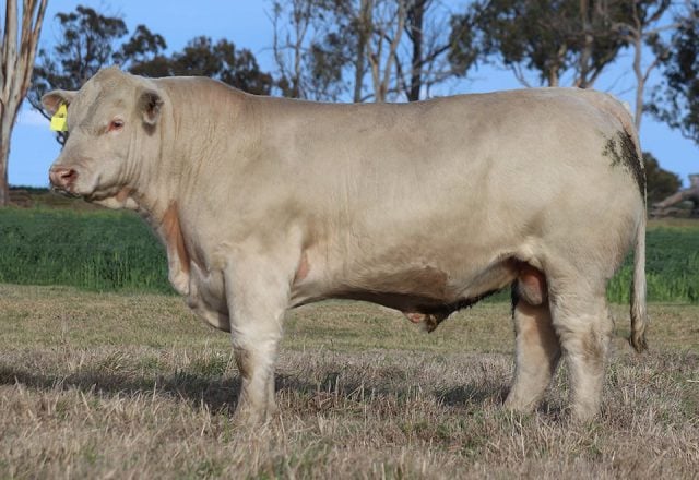 Charolais – Palgrove