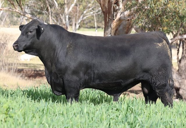 Ultrablack, Brangus & Angus – Palgrove
