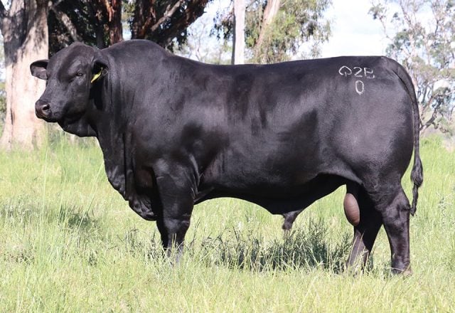 Ultrablack, Brangus & Angus – Palgrove