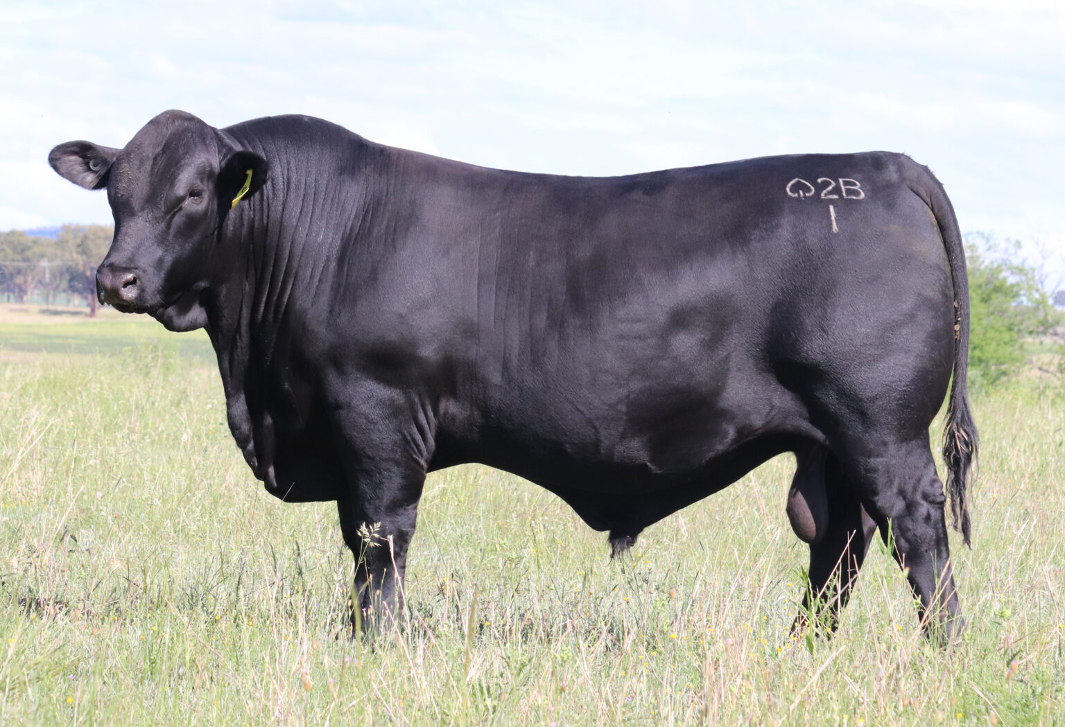 Ultrablack, Brangus & Angus – Palgrove