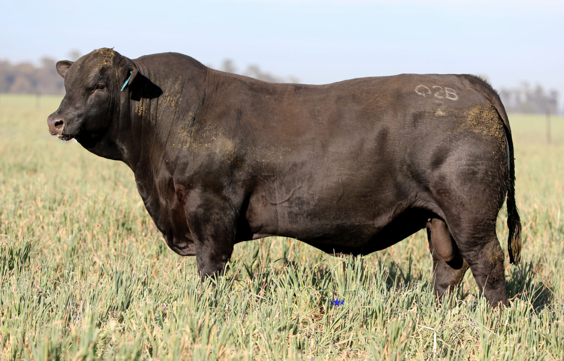 Ultrablack, Brangus & Angus – Palgrove