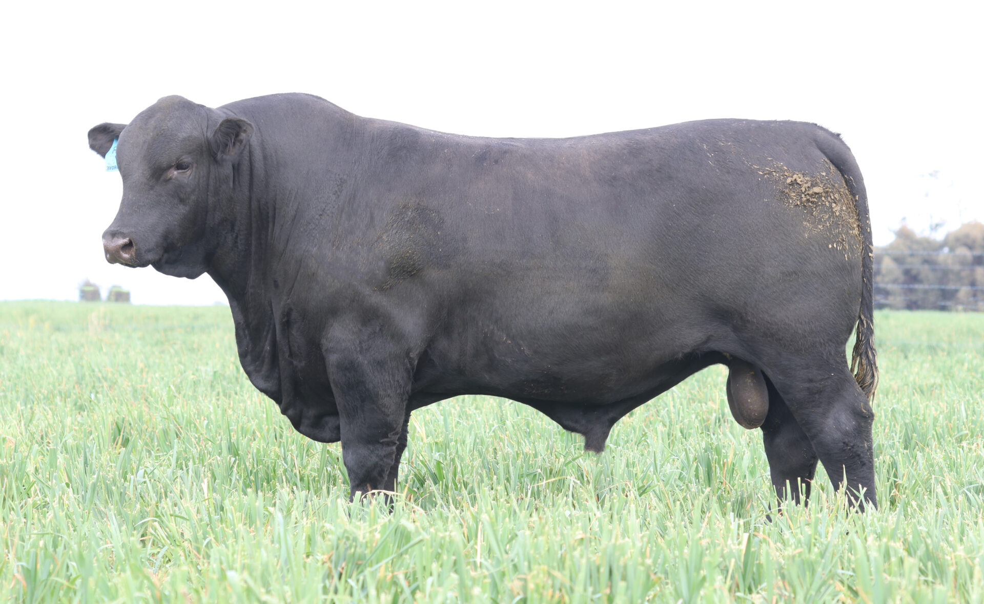 Ultrablack, Brangus & Angus – Palgrove