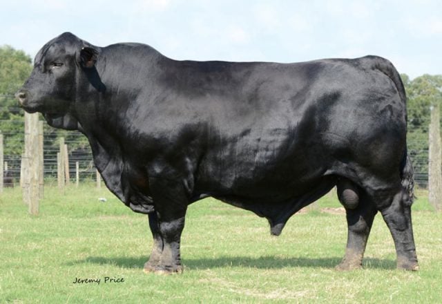 Sires – Palgrove