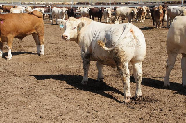 Commercial Cattle Success at Brisbane Show – Palgrove